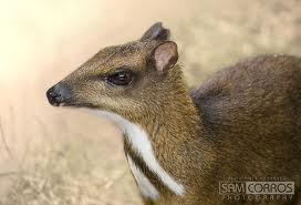 anongdabest?: mga kakaiba, pambihira at da best na hayop ng bansa!