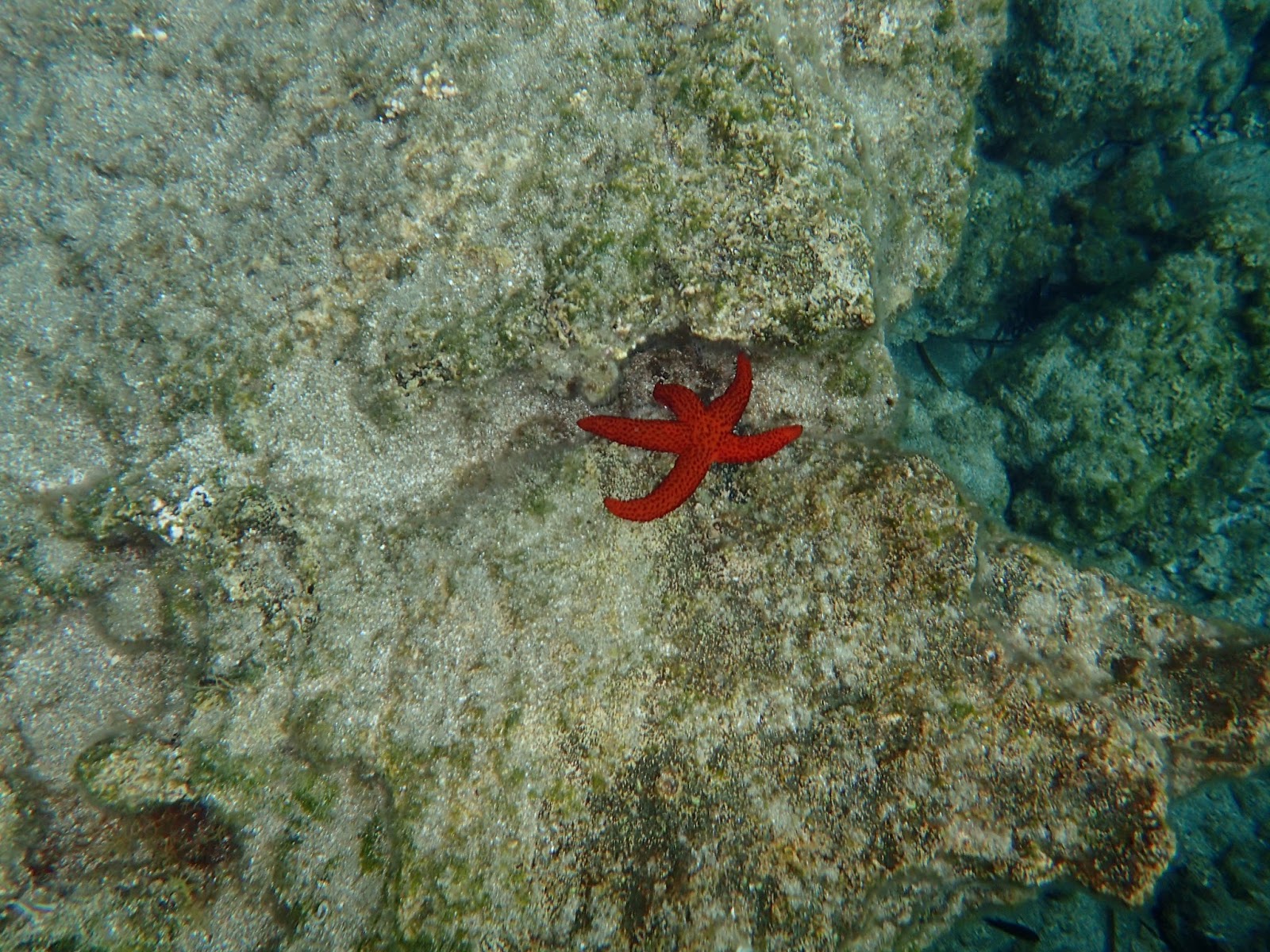 Biodiversity of Cyprus by NGO Protection of the Natural Heritage and ...