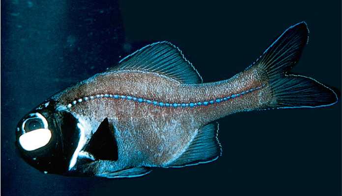 Enem Kabeh: 6 Jenis Ikan Laut Dalam (Deep Sea Fishes)