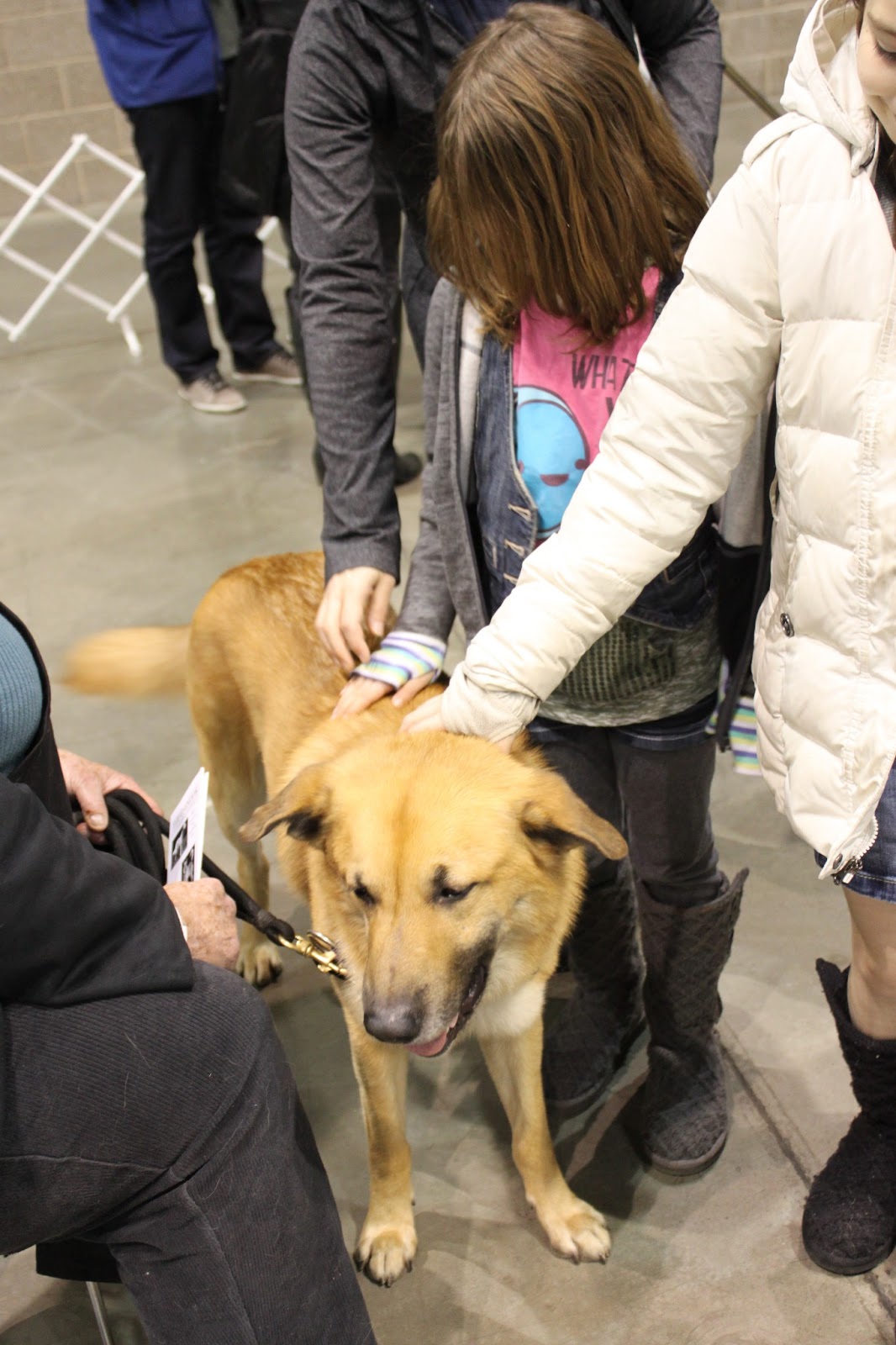 BrownStone Chinooks: Seattle AKC Dog Show