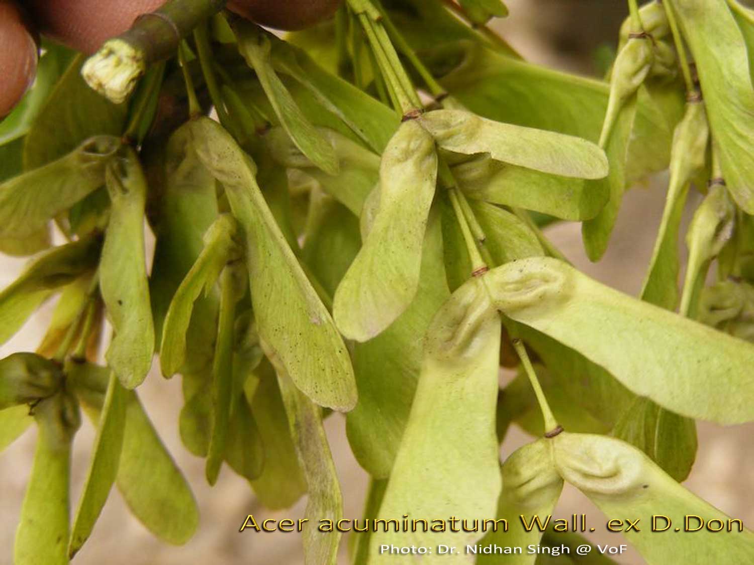 Medicinal Plants: Acer acuminatum, Tapering Leaf Maple