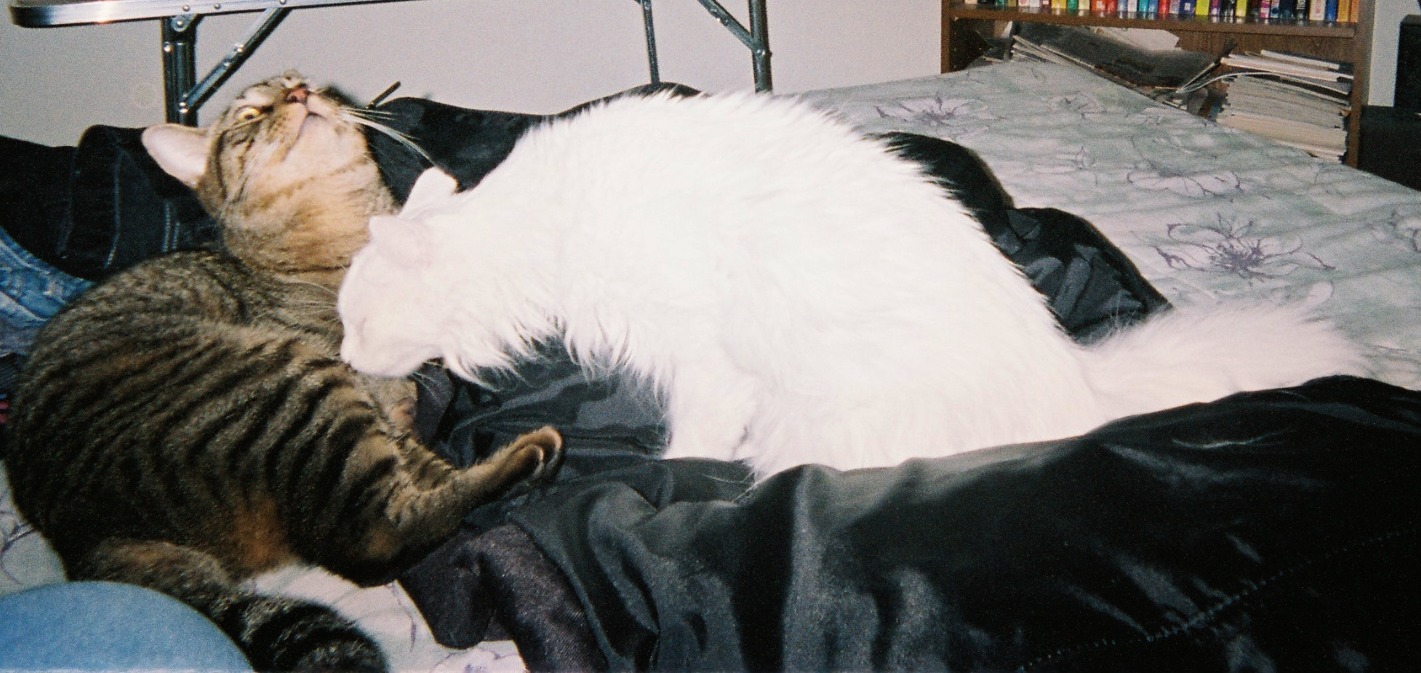 Life From A Cat's Perspective: Remebering Miss Ariel & Mr. Tigger