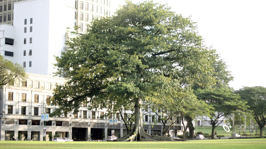 qidr.an ©: Borneo trip 2013 | Kuching pt VI : Giant Kekabu Tree