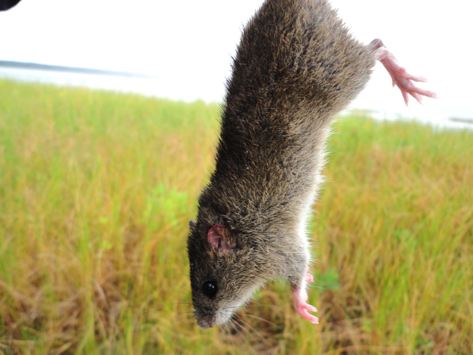 Salameandering: No Floaties Required aka Mammal Profile Vol. 3: The ...