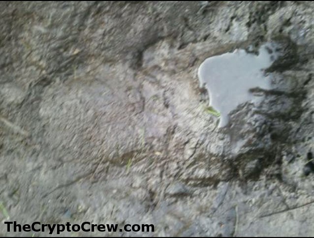 Bigfoot Track From New Hampshire ~ The Crypto Crew