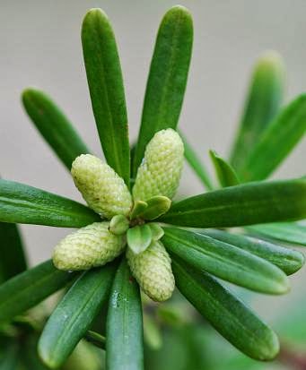 Living with Nature - School on Blog by Dr. Abercio V. Rotor: Arius ...