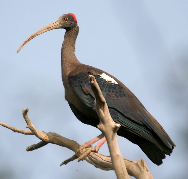 birds of nepal: Black Ibis in Nepal
