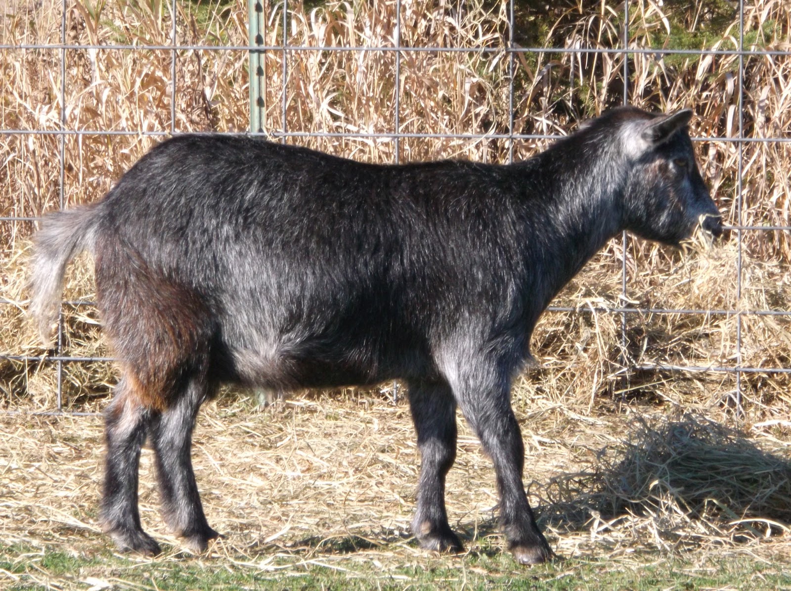 Tye Dye Acres: Fainting Goat Colors and Patterns!