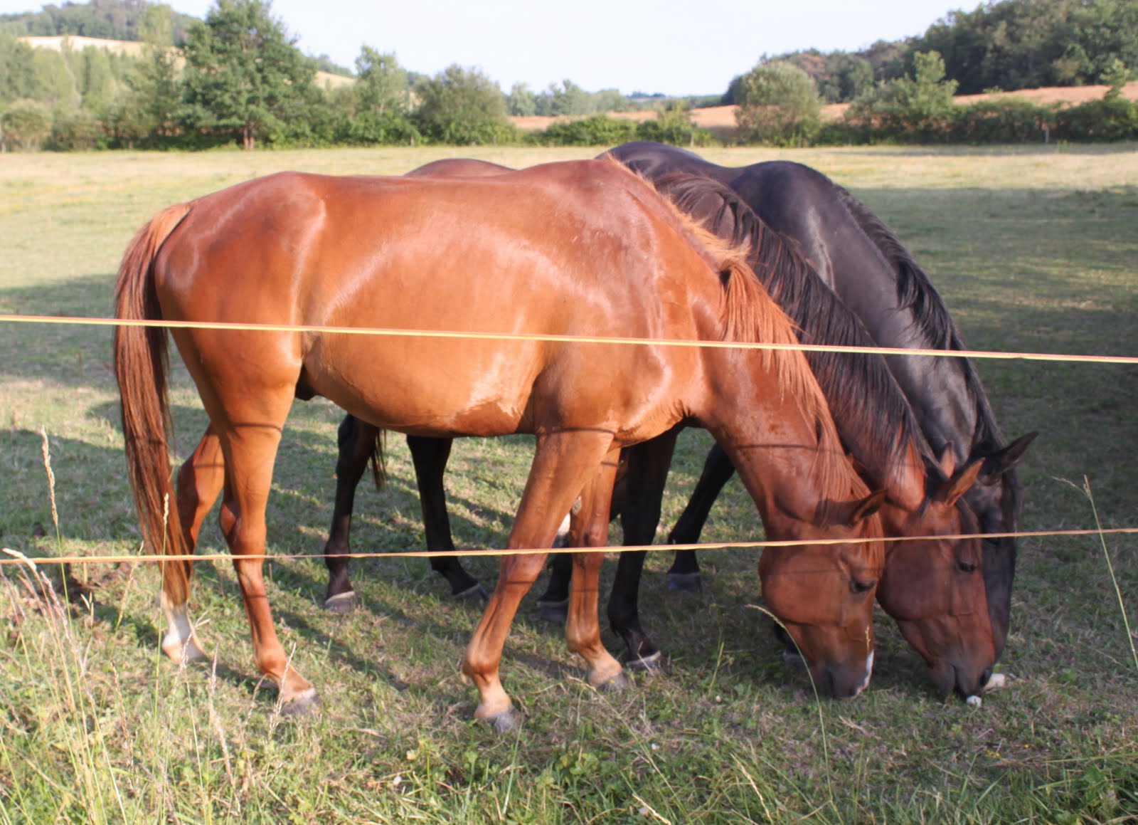 Elevage de chevaux Les Grands Prés