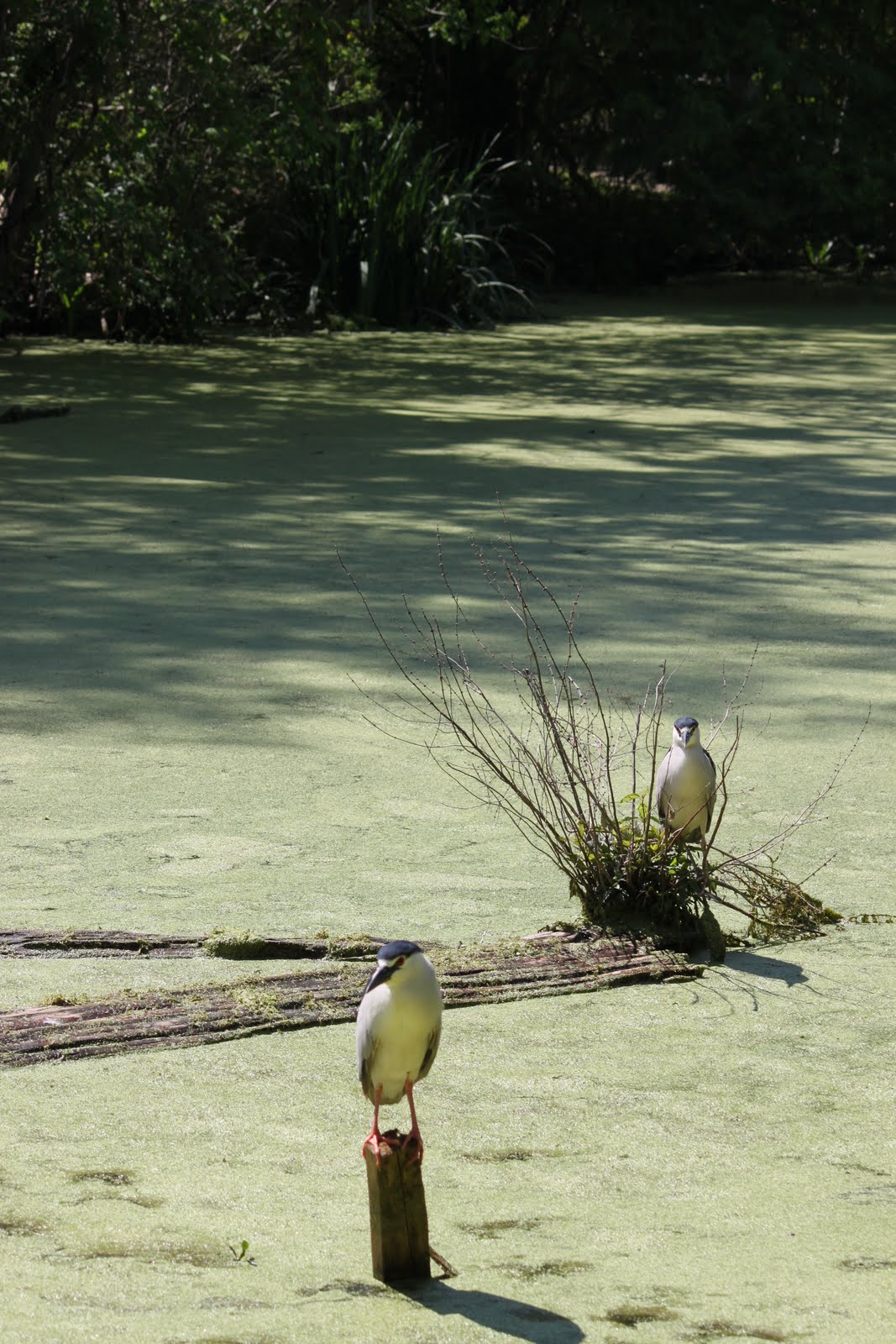 The Robertson Family: New Orleans Zoo