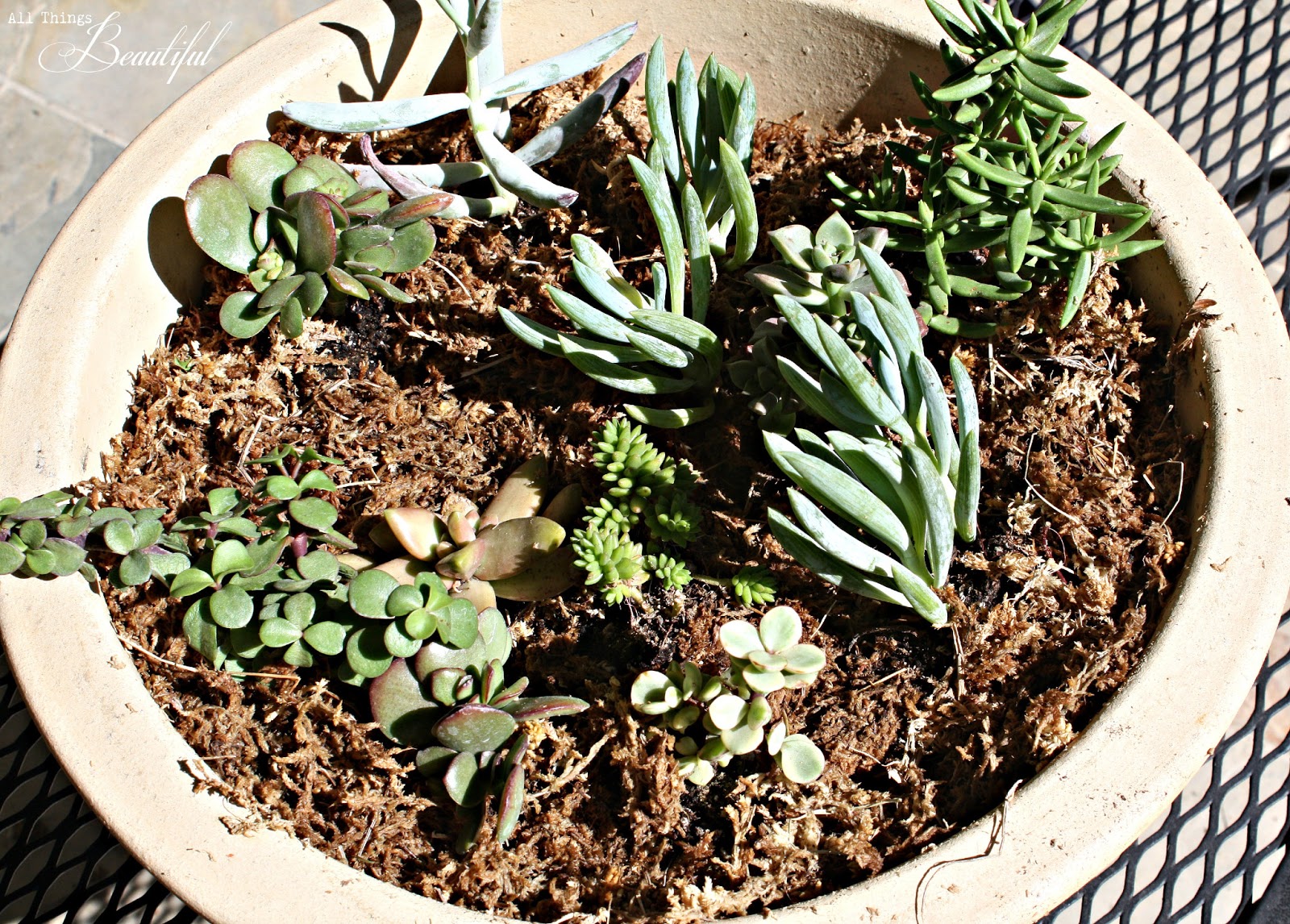 All Things Beautiful: {Succulent} Inspiration Ideas