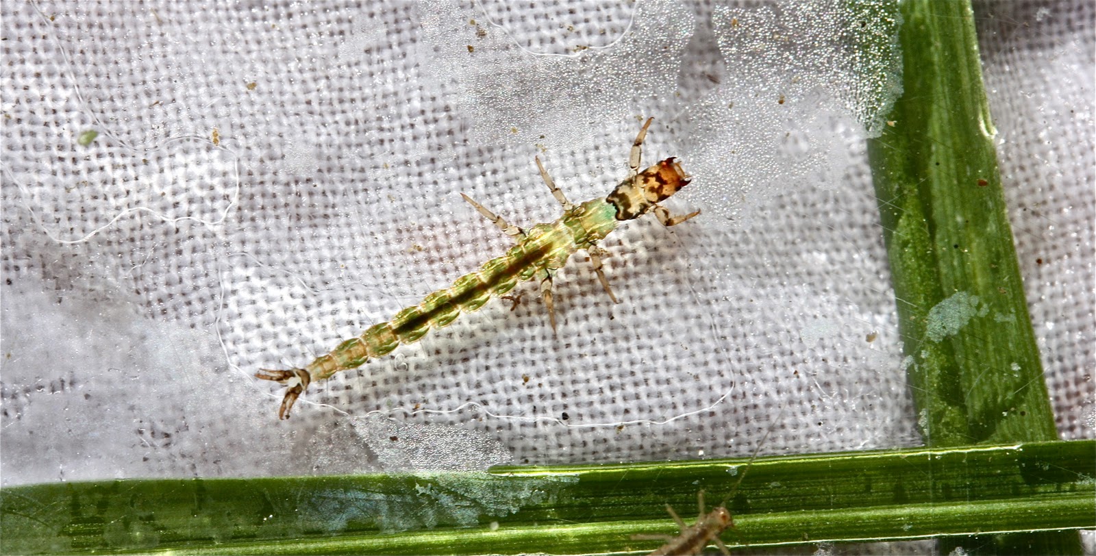 Aquatic Insects of Central Virginia: Another Stonefly Family Returns ...