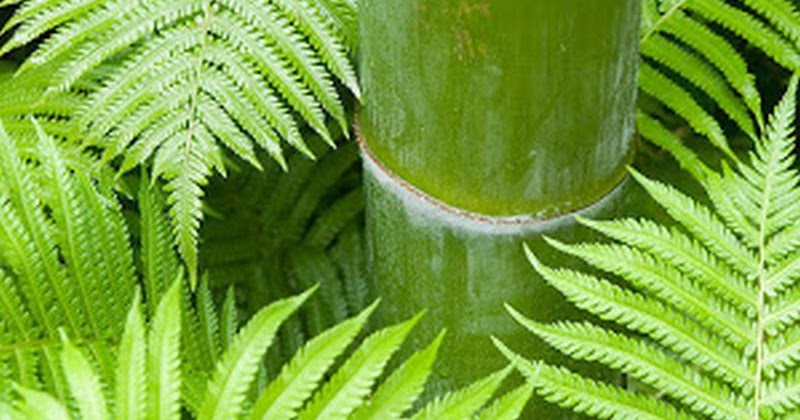 The Fern and The Bamboo - A Must Read Story