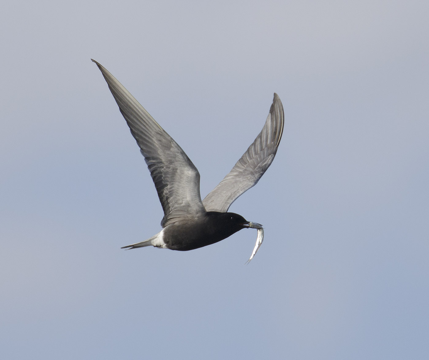 pewit: American Black Tern