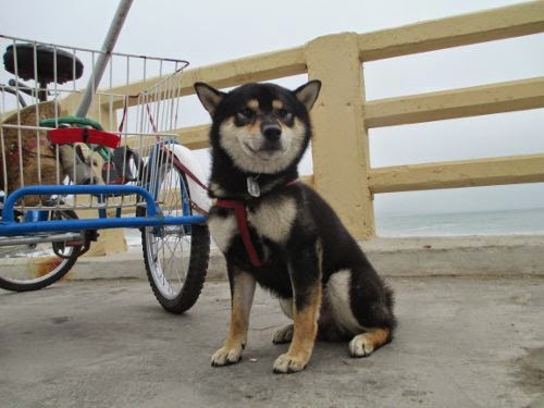Shiba Inu Puppies for sale for Genetic Exchange - NAMIKO KENNEL