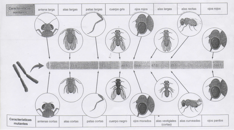 Octavo C: Ligamiento Genético
