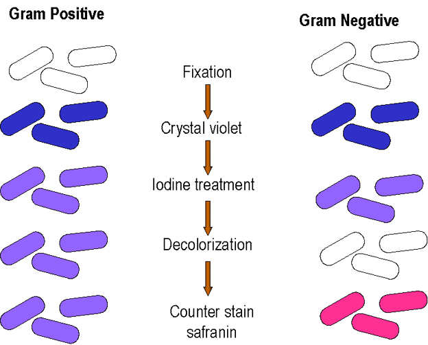 Gram Stain | Careers-Biotech