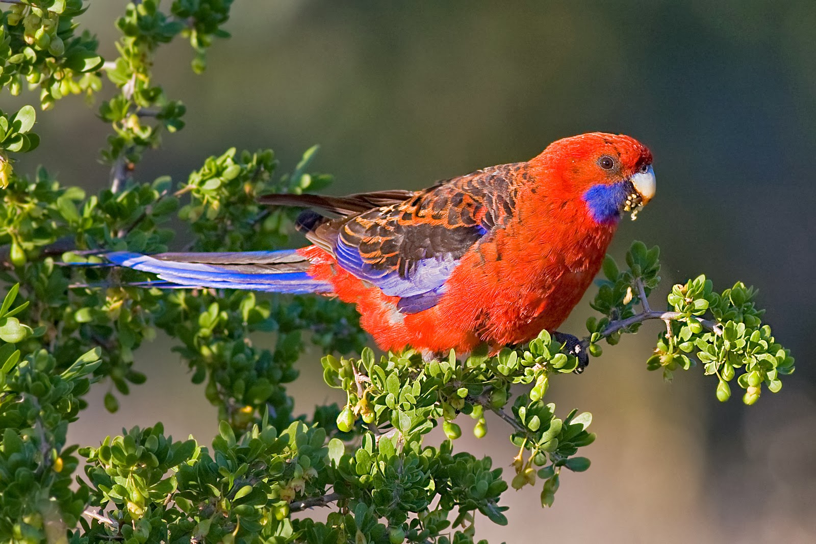 Crimson Rosella ~ Birds World