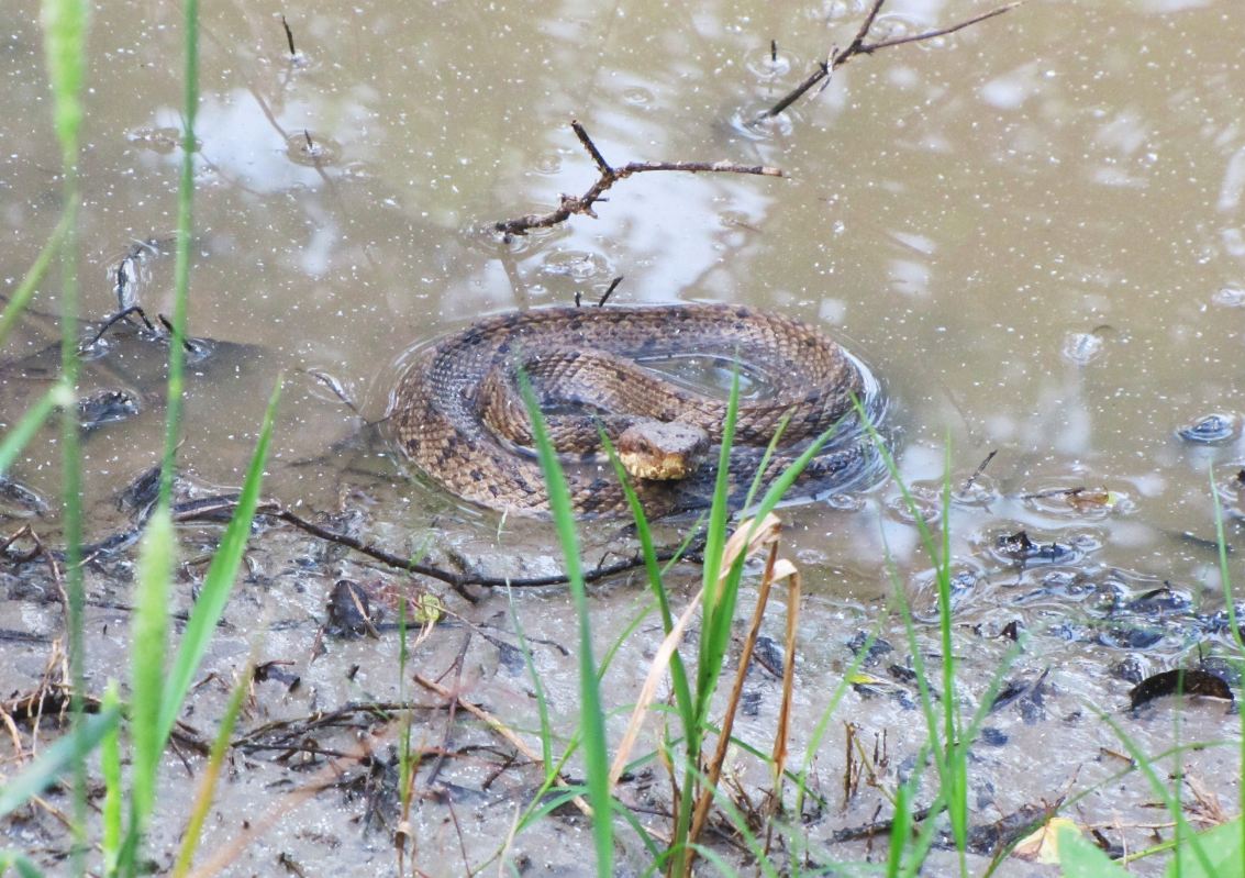 H-Town-West Photo Blog: Snakes in George Bush Park - Buffalo Bayou ...