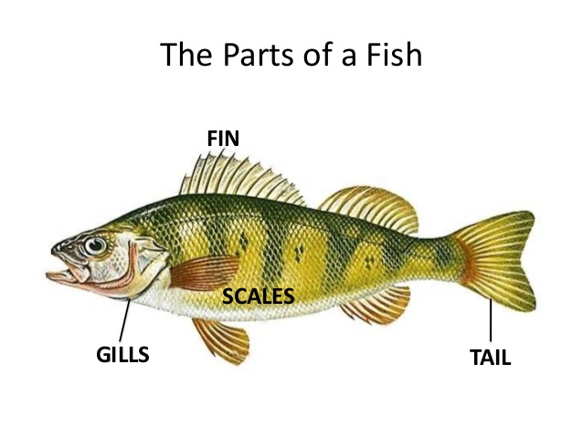 SCIENCE UNIT 3: FISH (Study at home)