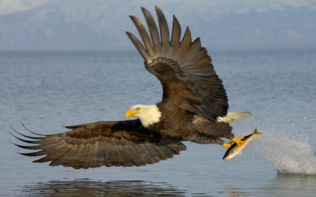 The Agatelady: Adventures and Events: Bald Eagle