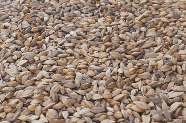 Awesome Bulusan!: How to get the pili kernels out of the hard shell?