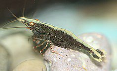 GOLDEN NATURE FOODS SDN BHD: Jenis-Jenis Udang