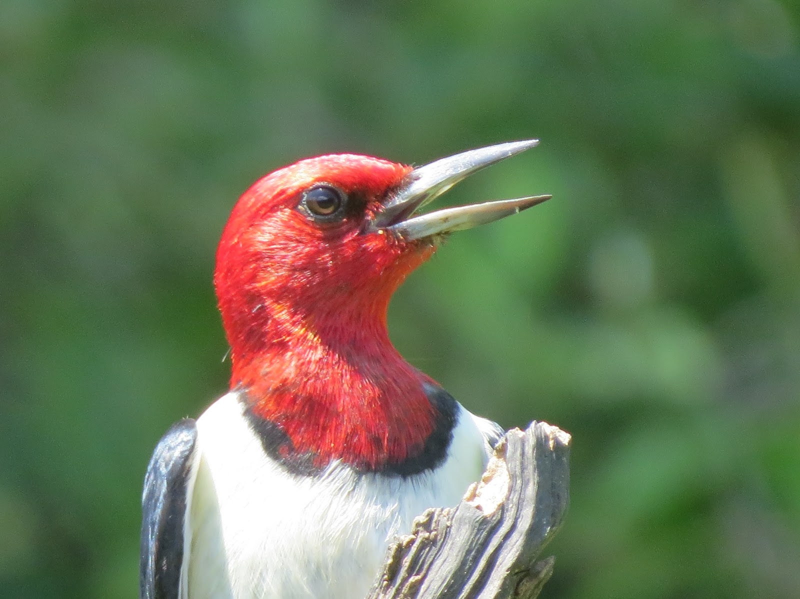 Blue Jay Barrens: Red-headed Woodpeckers