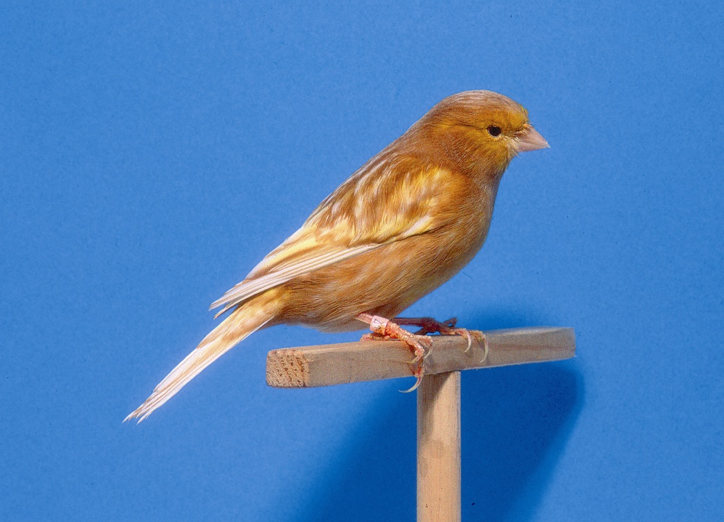 Pictures Blog: Brown Canary