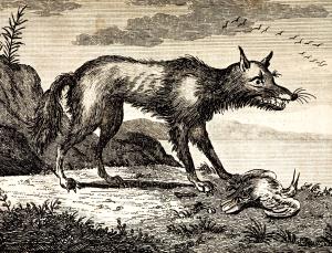 That's interesting...: The Falkland Islands wolf