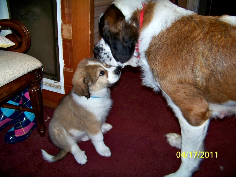 A Swissneese in San Francisco: Hello there