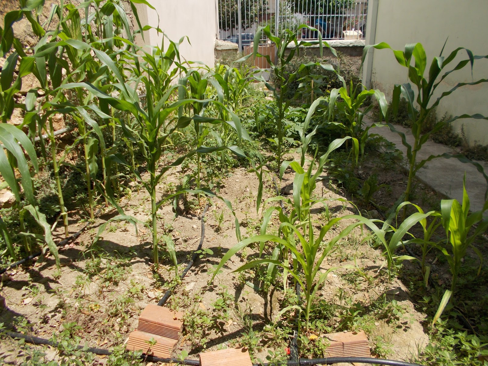 ΣΧΟΛΙΚΟΙ ΛΑΧΑΝΟΚΗΠΟΙ : ΟΙ ΚΗΠΟΙ ΤΩΝ ΣΧΟΛΕΙΩΝ ΤΗΣ Δ/ΣΗΣ Β/ΘΜΙΑΣ ΕΚΠ/ΣΗΣ ...