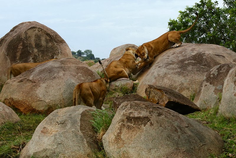 PHOTOS OF LIONESSES FIGHTING ON KOPJES IN SERENGETI TANZANIA ~ Ukarimu ...