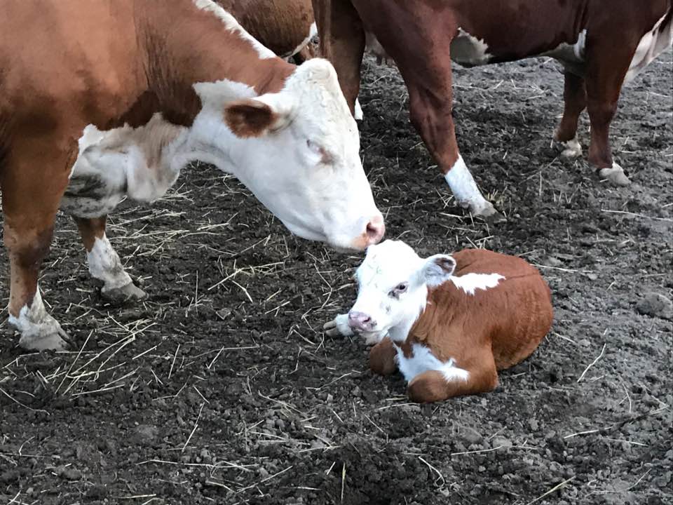 Lehigh Valley Ramblings: June 2017