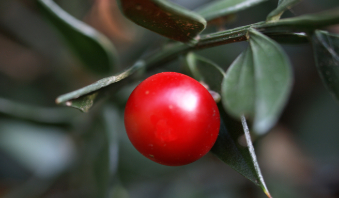 EL RUSCO (Ruscus aculeatus) Características, cuidados y cosas curiosas.