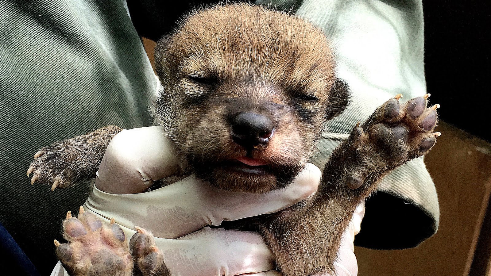 Why Are Gray Wolf Endangered - Danger Choices