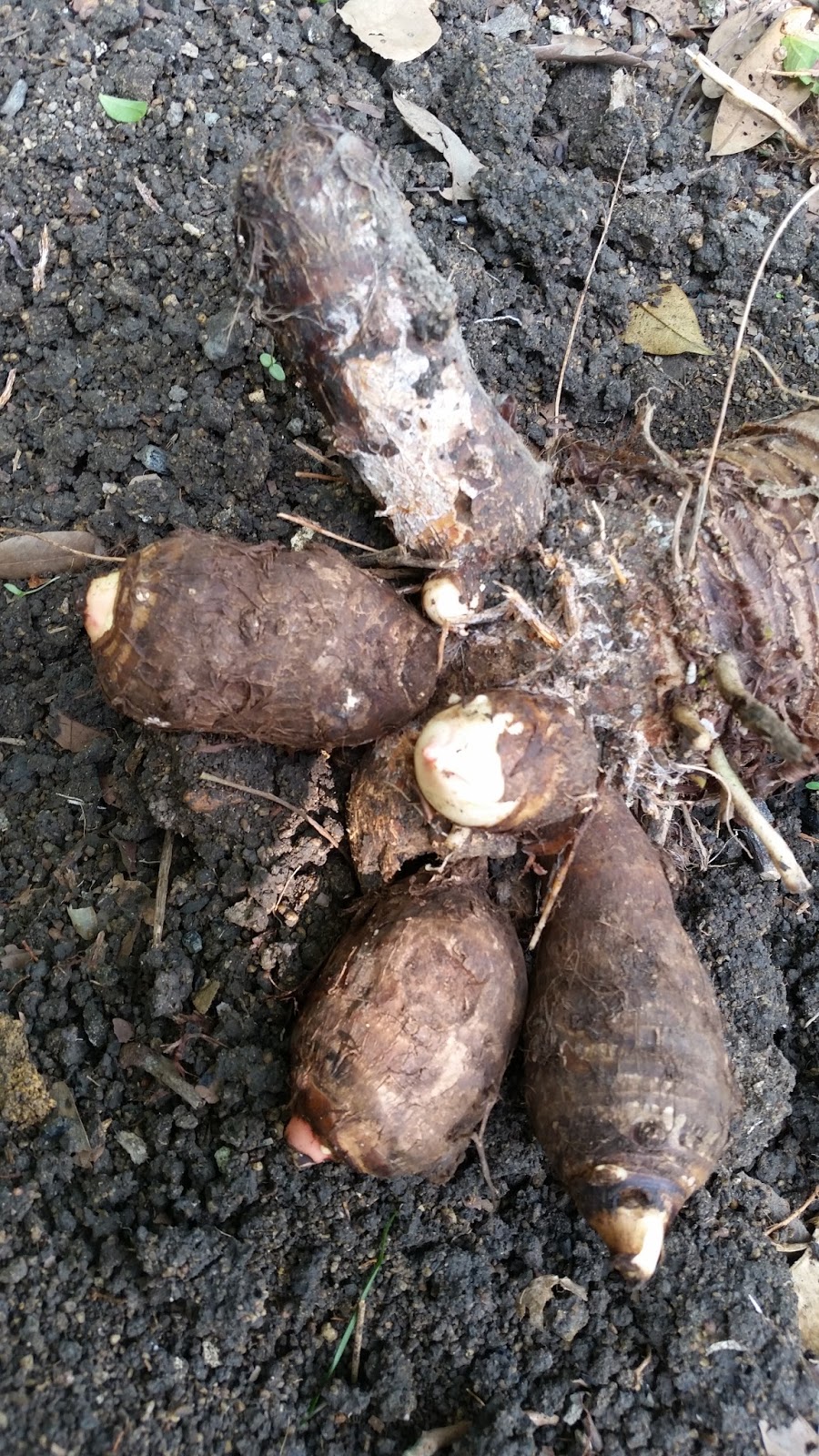 Warisan Petani: Pokok Keladi Sarawak