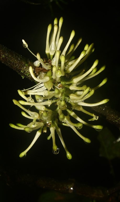 Helicia ceylanica Gardner