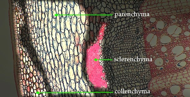 Biologi : Struktur Anatomi Kolenkim