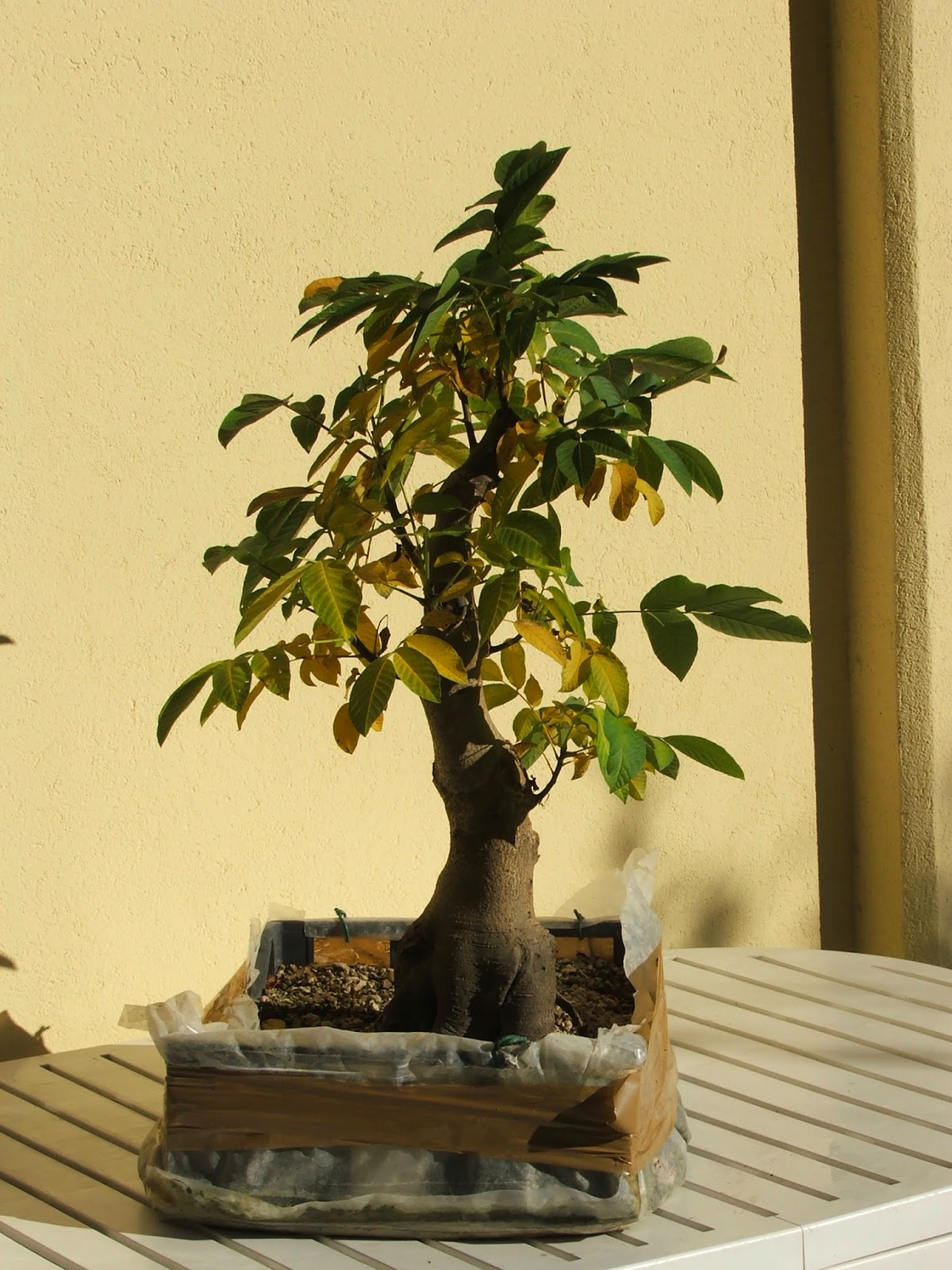 Evoluzione Bonsai : Bonsai di Noce - Juglans regia - Walnut bonsai﻿