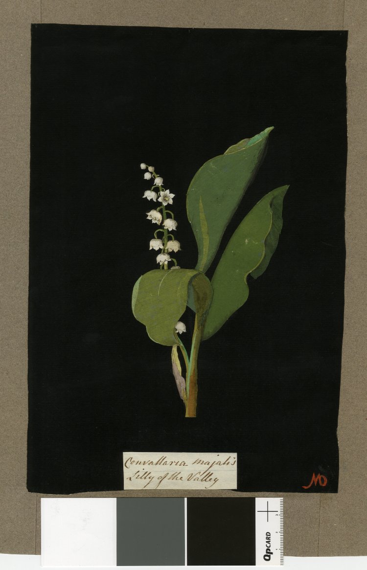 nickyskye meanderings: Mary Delany, collage artist of flowers in the 1700's