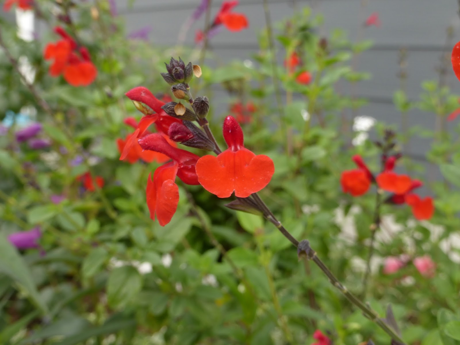 mon jardin entre terre et mer: DES SAUGES, DES SAUGES!