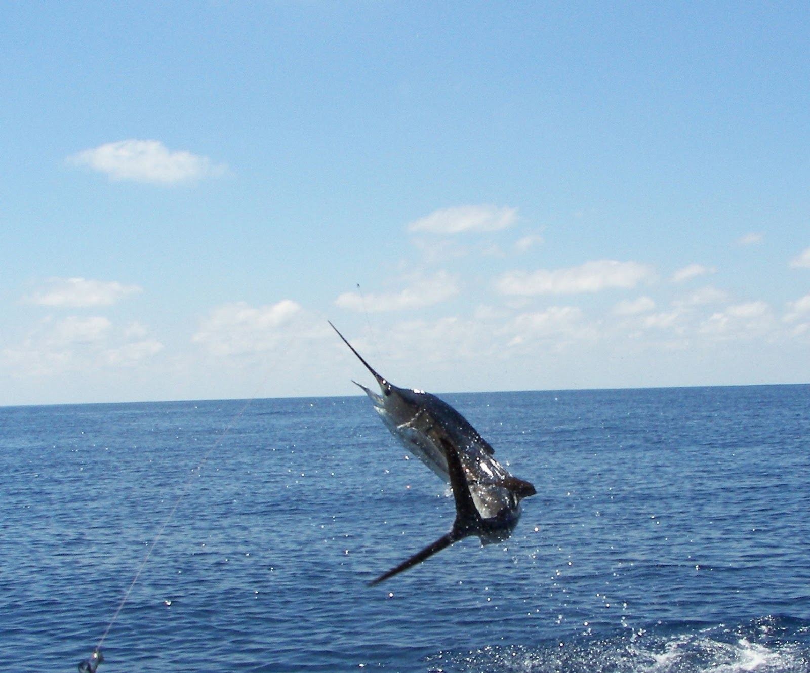 International Fishing News: KENYA: hot action off Malindi
