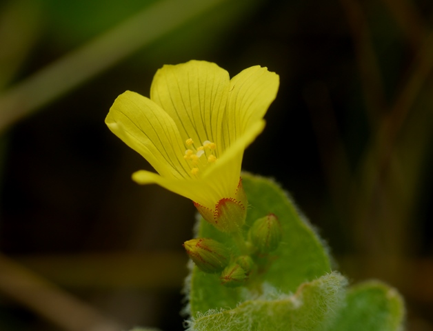 Instantes botánicos: Hipérico de pantano Hypericum elodes