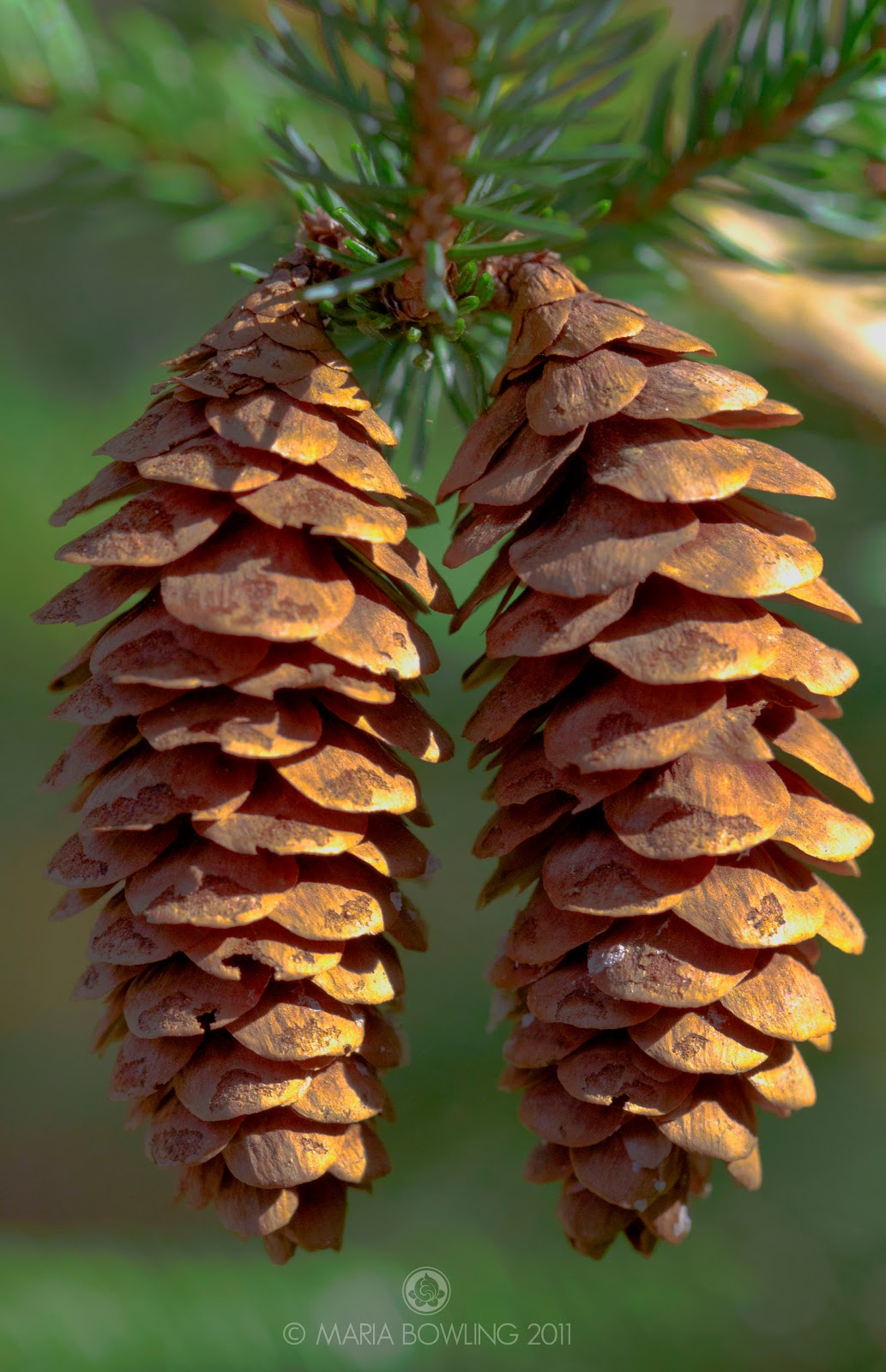 Pretty Medicine : In Praise of Spruce