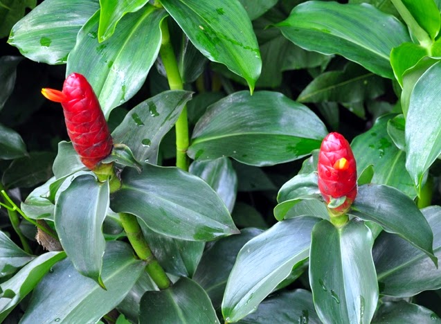 7 Khasiat Tanaman Pacing Untuk Kesehatan | Khasiat