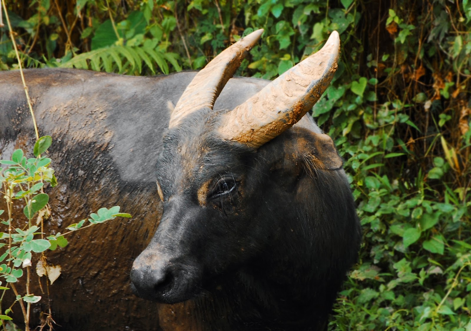Digitista MediaWave: Tamaraw Conservation Efforts Highlighted in the ...