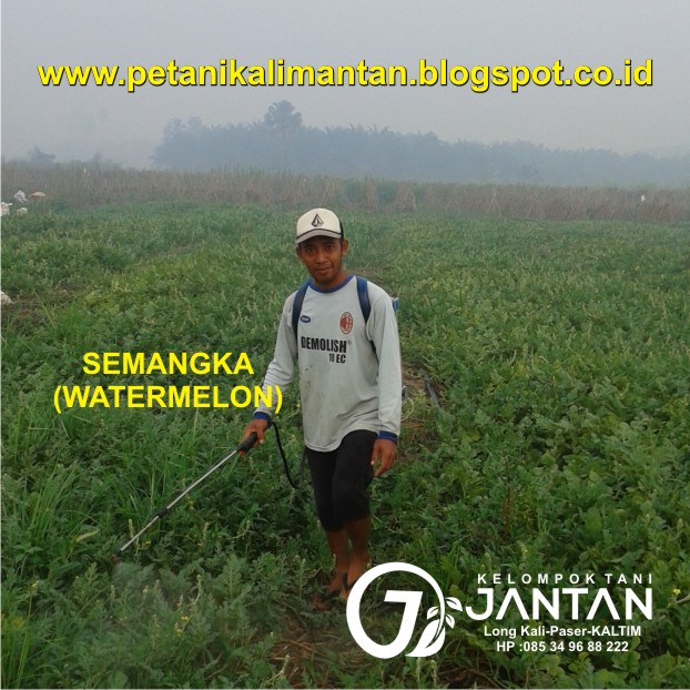 PETANI SAYUR DAN BUAH KALIMANTAN TIMUR: PETANI SAYUR DAN BUAH ...