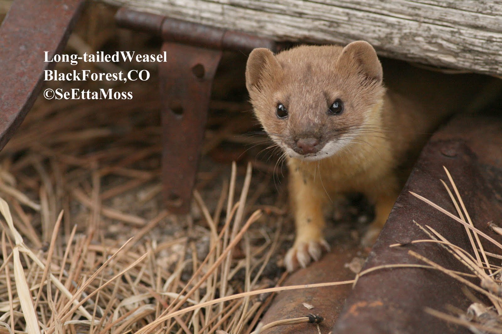 Curious little weasel