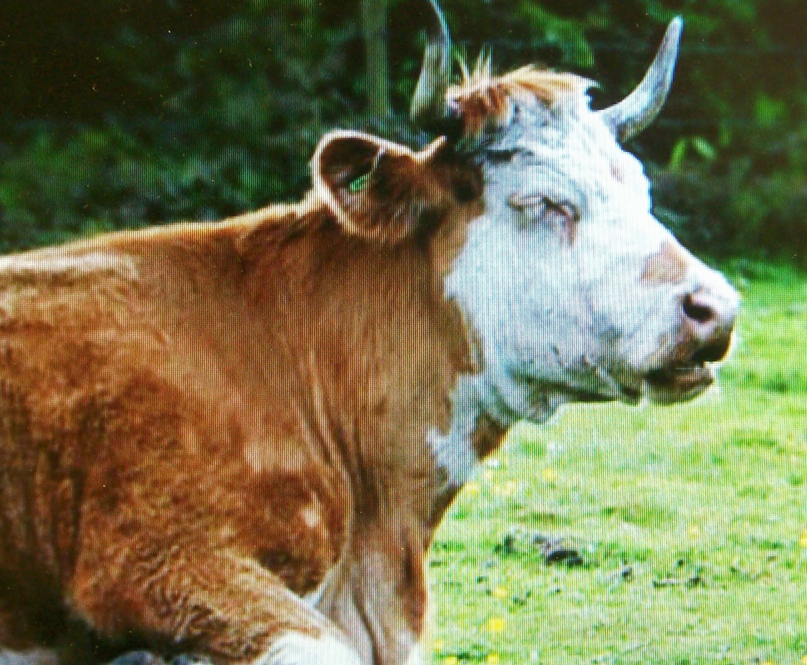 Mockingburgh: BULL, COW ENDURE AWKWARD RIDE IN TRAILER AFTER MATING ON ...